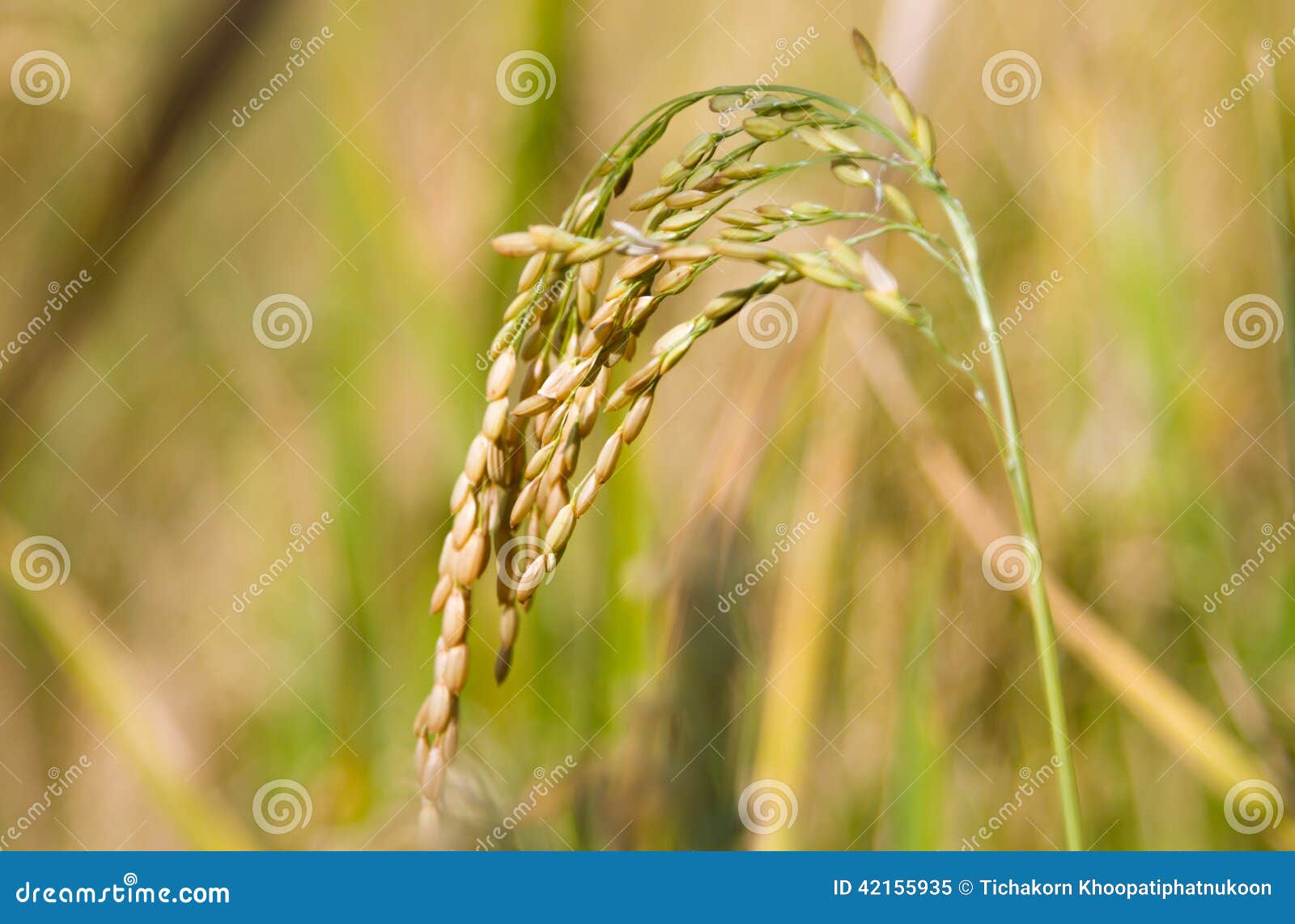 Oryza sativa stock image. Image of fall, countryside - 42155935