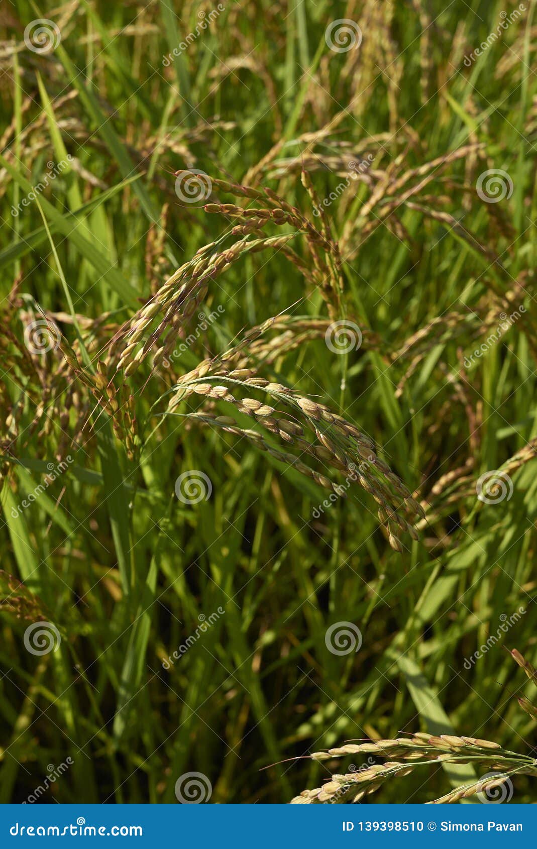 Rice field in Italy stock photo. Image of carnaroli - 139398510