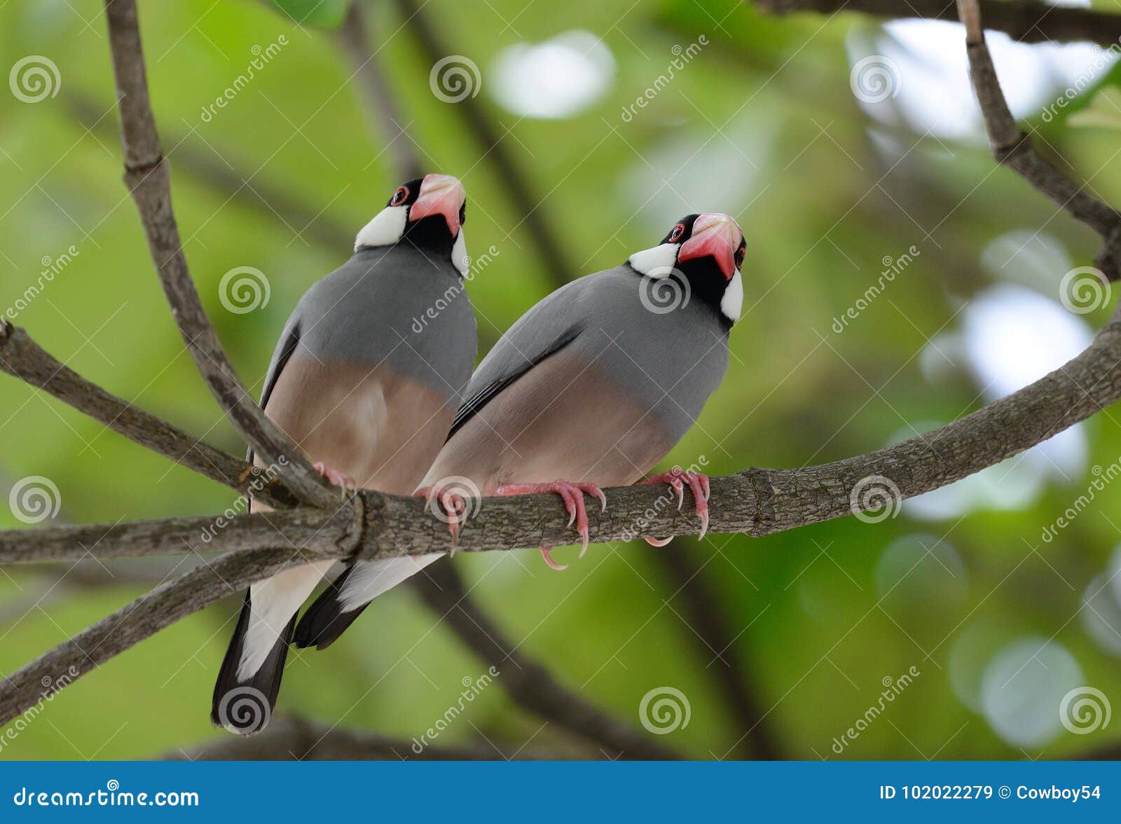 Oryzivora De Lonchura Del Gorrión De Java Imagen de archivo - Imagen de ...