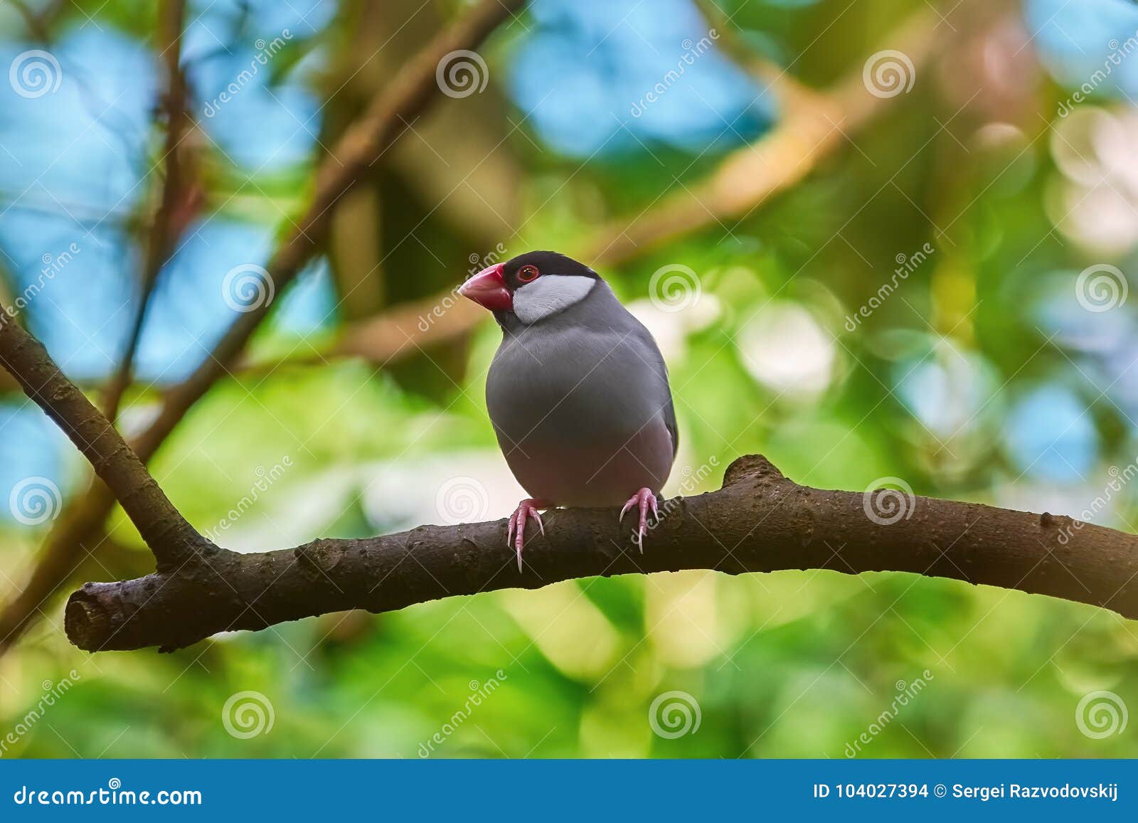 Oryzivora De Lonchura Del Gorrión De Java Foto de archivo - Imagen de ...