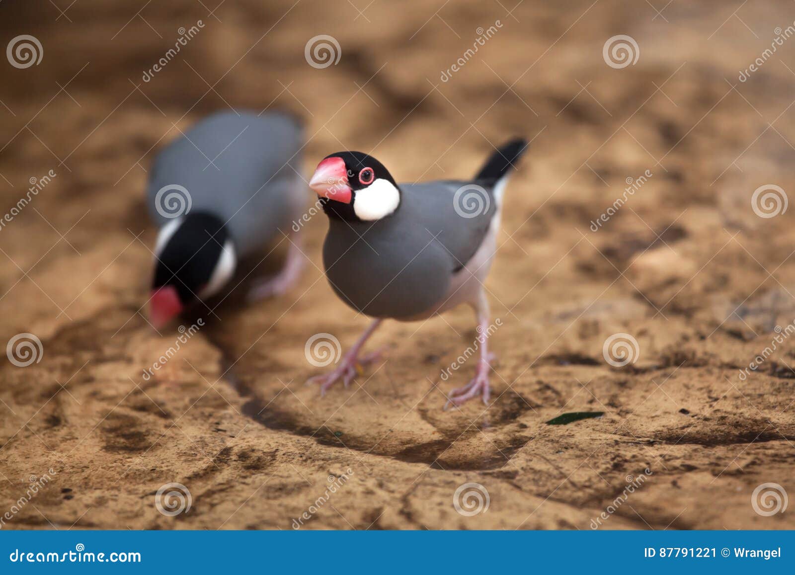 Oryzivora De Lonchura Do Pardal De Java Imagem de Stock - Imagem de ...