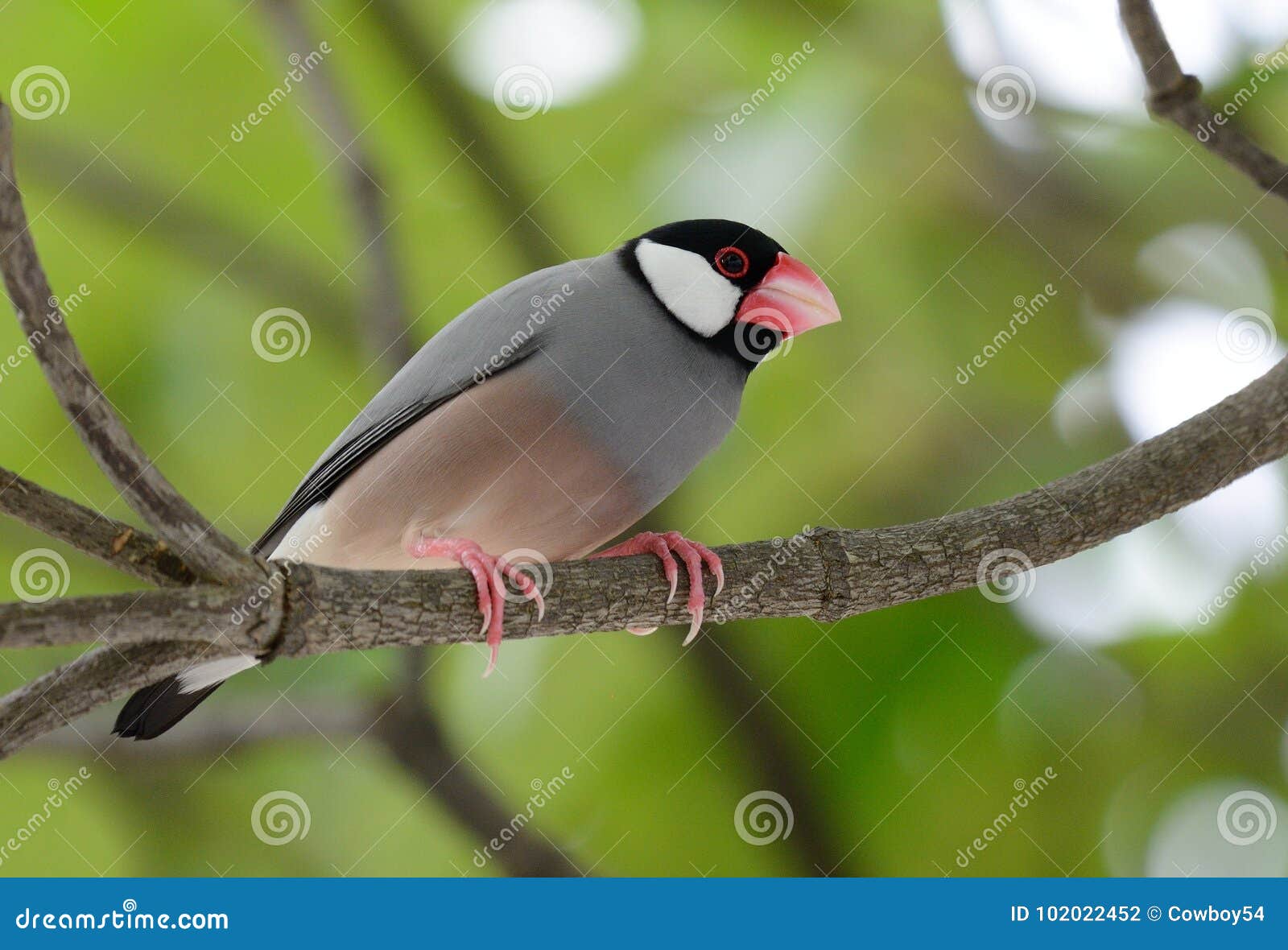 Oryzivora De Lonchura De Moineau De Java Photo stock - Image du vert ...
