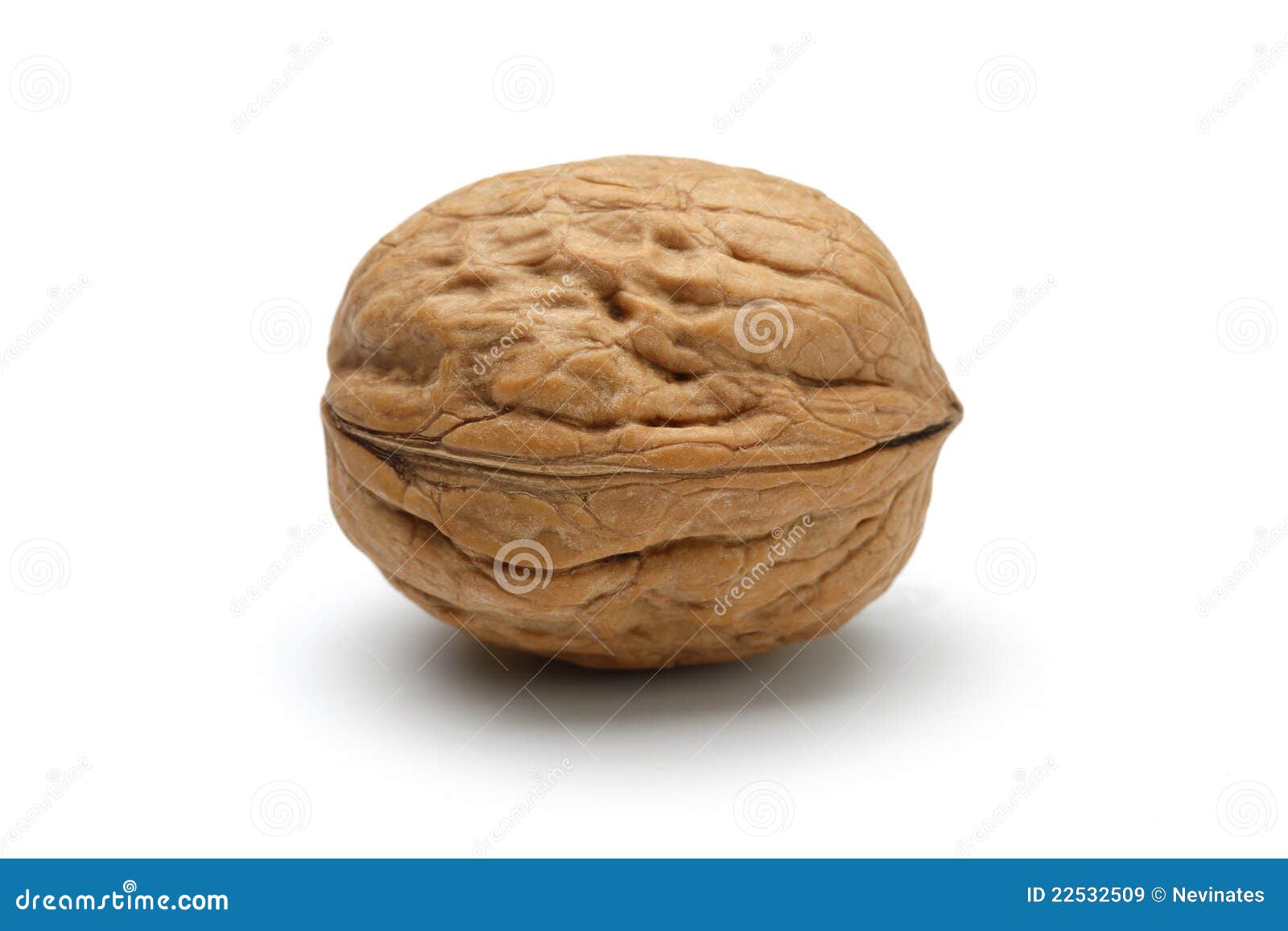 Orzech włoski obraz stock. Obraz złożonej z łasowanie - 22532509