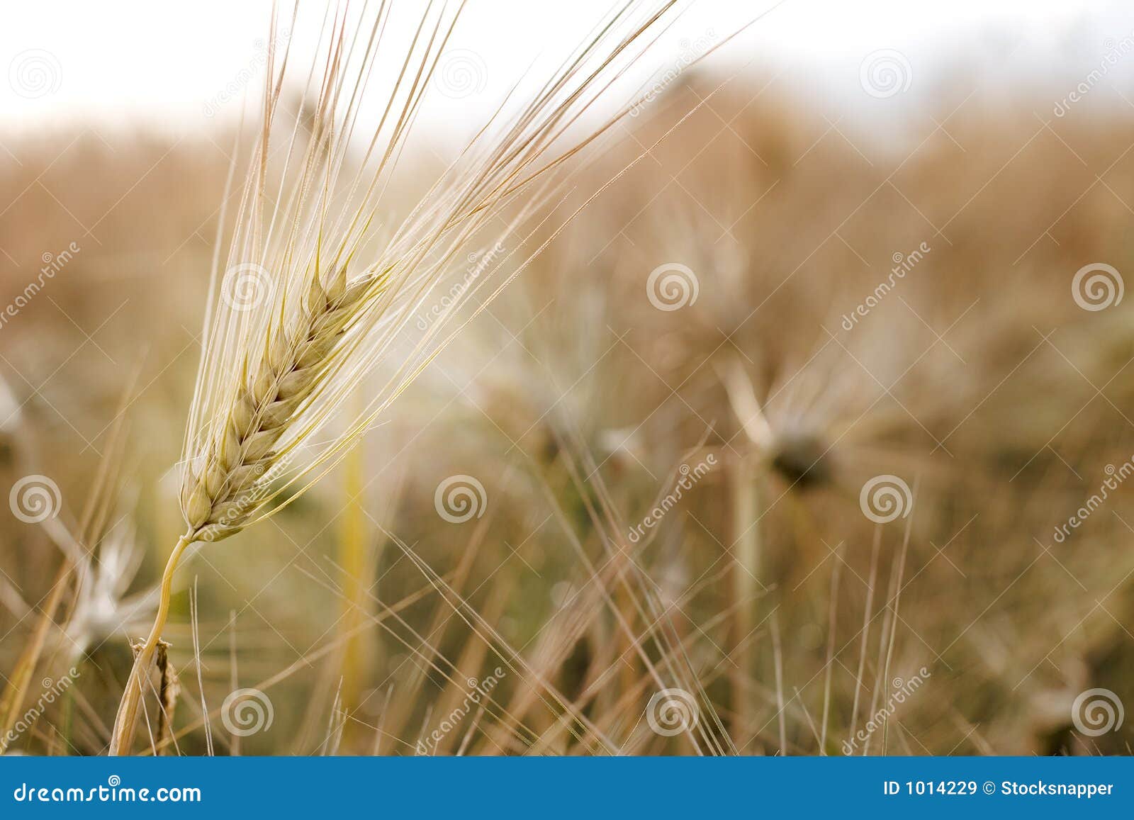 Orzo immagine stock. Immagine di raccolta, orzo, grano - 1014229