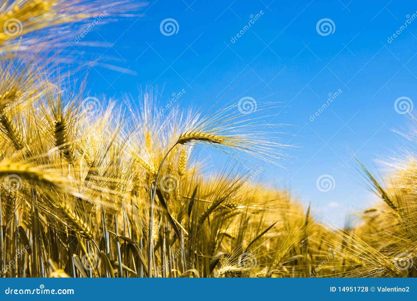 Orzo fotografia stock. Immagine di podere, gambo, segale - 14951728