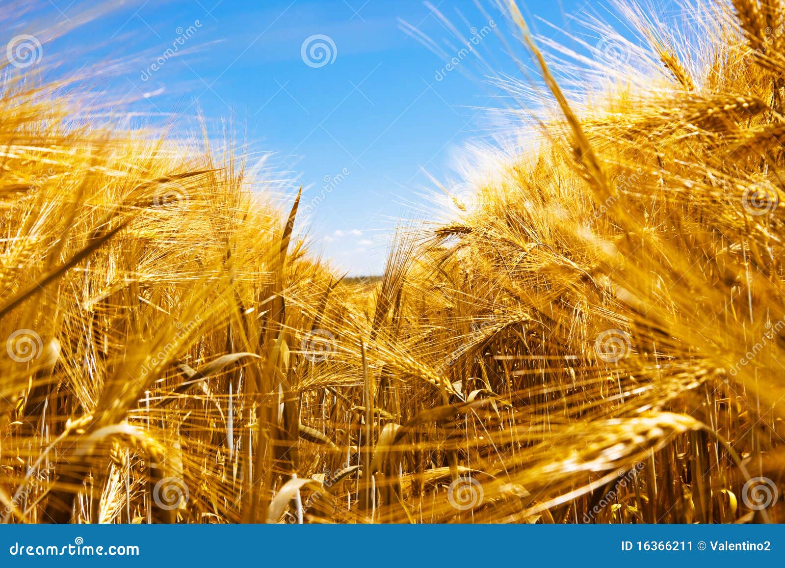 Orzo immagine stock. Immagine di cereale, segale, campo - 16366211