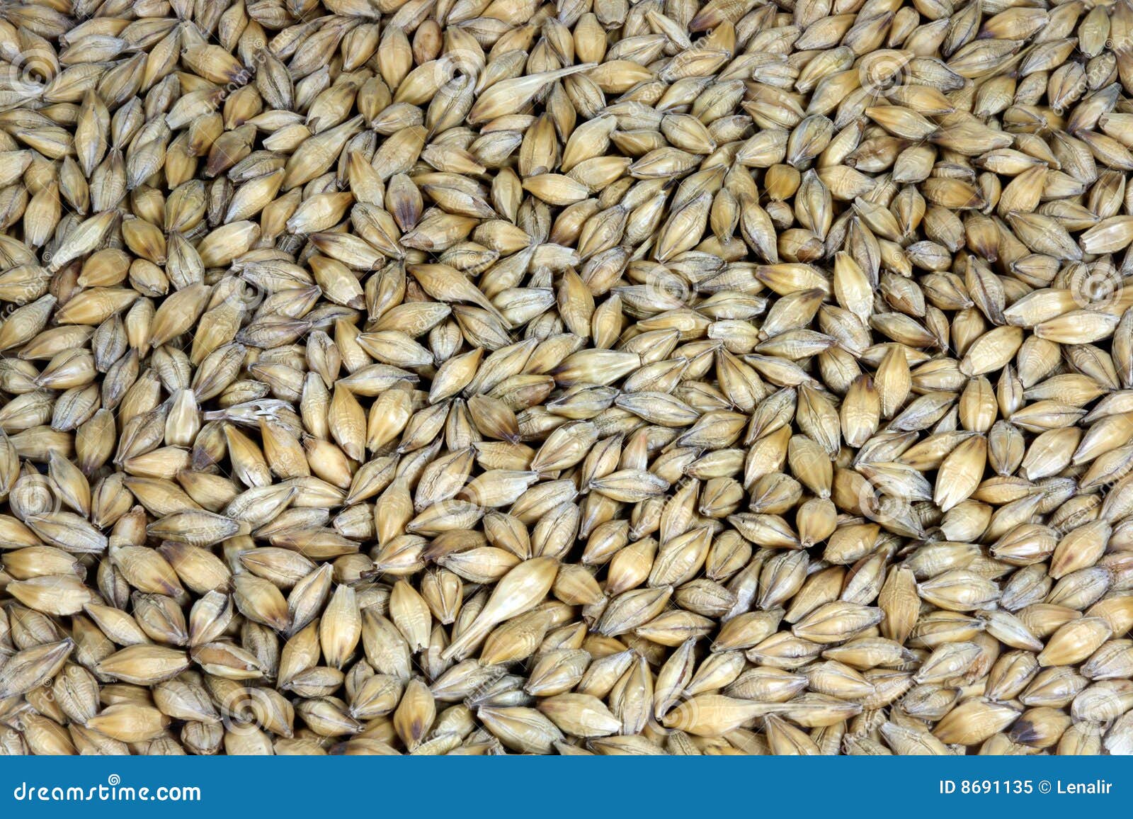 Orzo immagine stock. Immagine di grano, orzo, fresco, nocciolo - 8691135