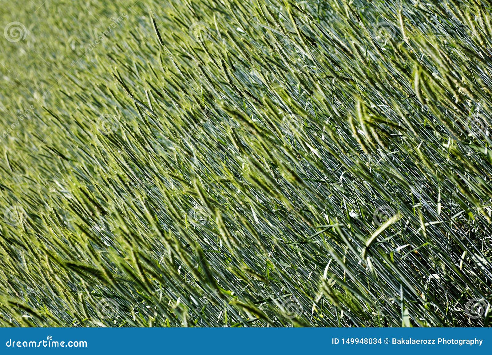 Orzo Cultivation Stock Photos - Free & Royalty-Free Stock Photos from ...