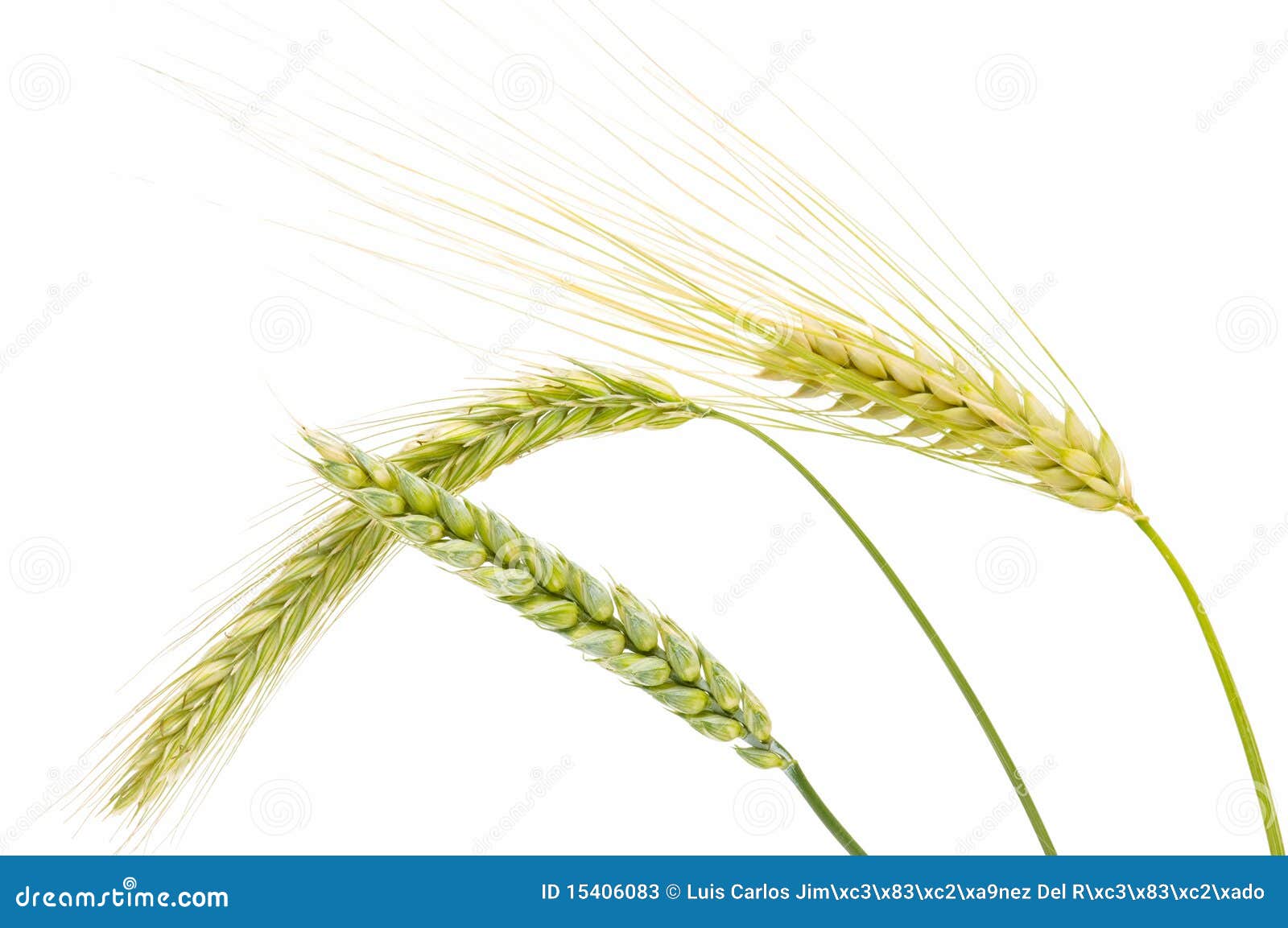 Orzo, frumento e segale immagine stock. Immagine di punto - 15406083