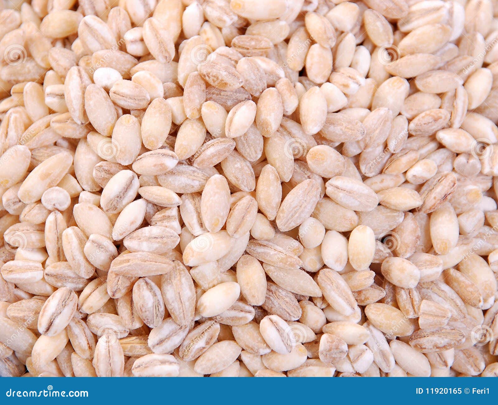 Orzo perlato immagine stock. Immagine di estratto, seme - 11920165