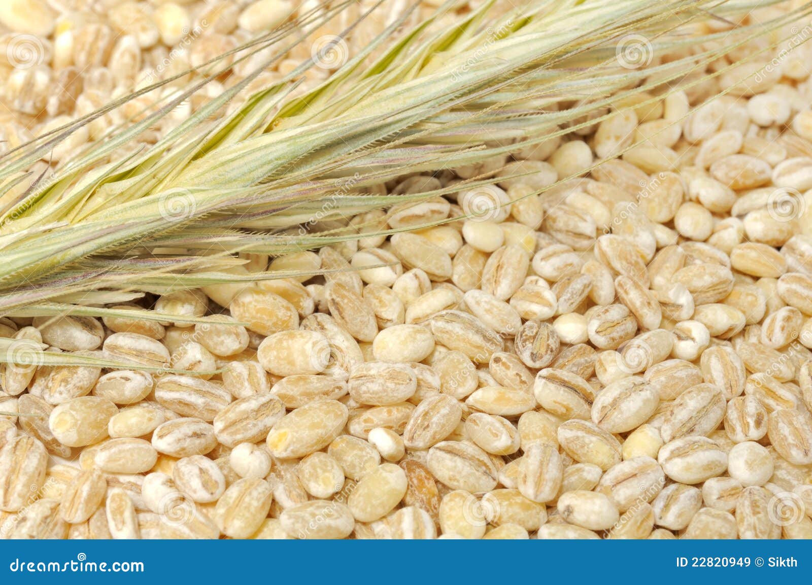 Orzo Perlato Con L'orecchio Immagine Stock - Immagine di stare ...