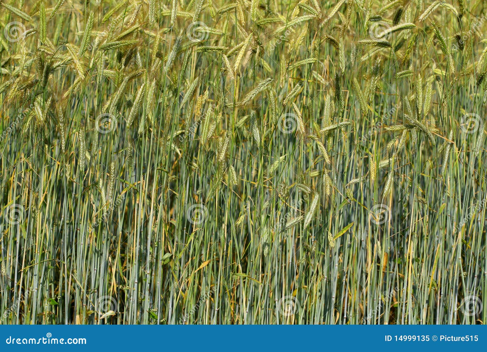 Orzo su un campo immagine stock. Immagine di terra, crescere - 14999135