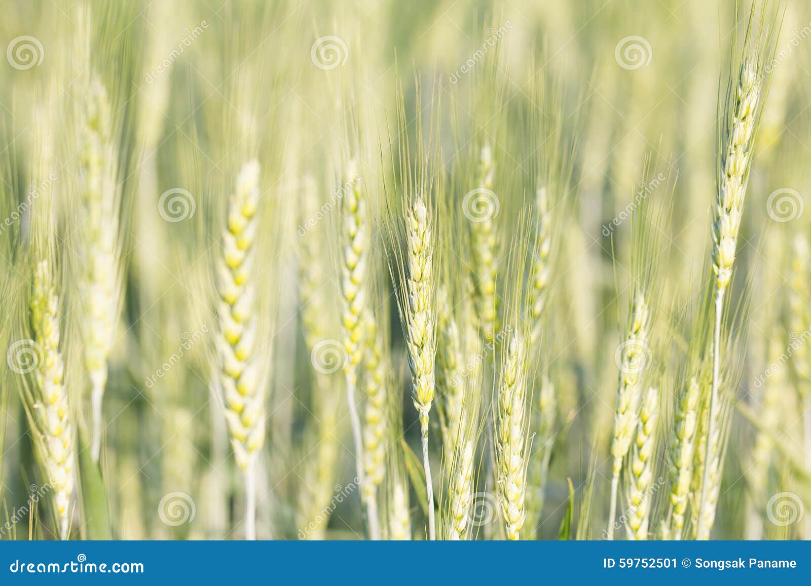 Orzo Verde Che Cresce in Un Campo Immagine Stock - Immagine di pane ...