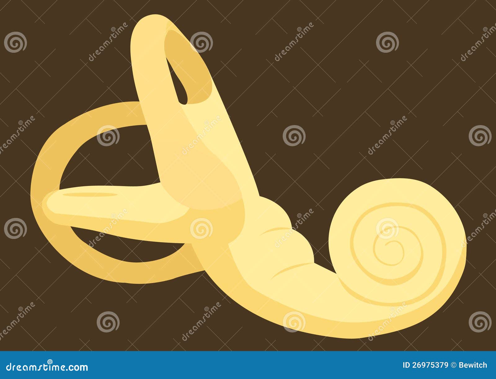 Osículo Del Oído De La Cóclea Ilustración del Vector - Ilustración de ...