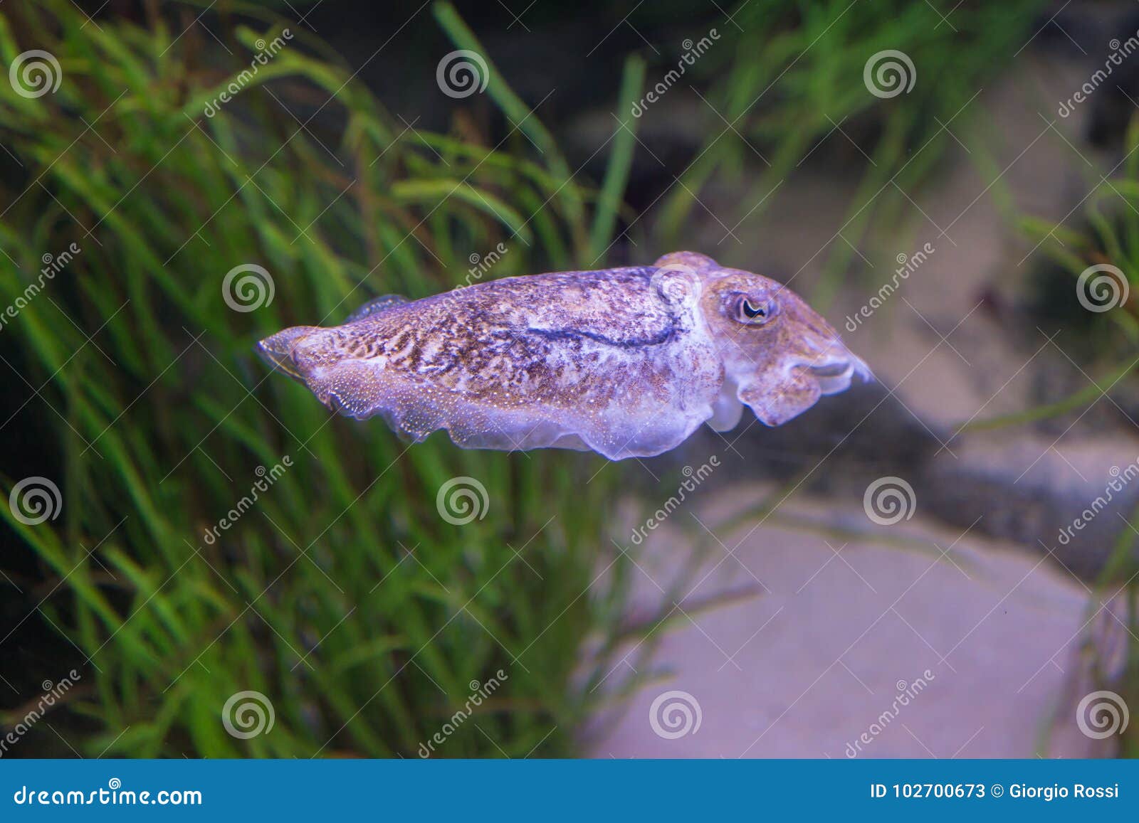 Os Chocos Roxos Do Cefalópode Do Mar Profundo, Marine Life Imagem de ...