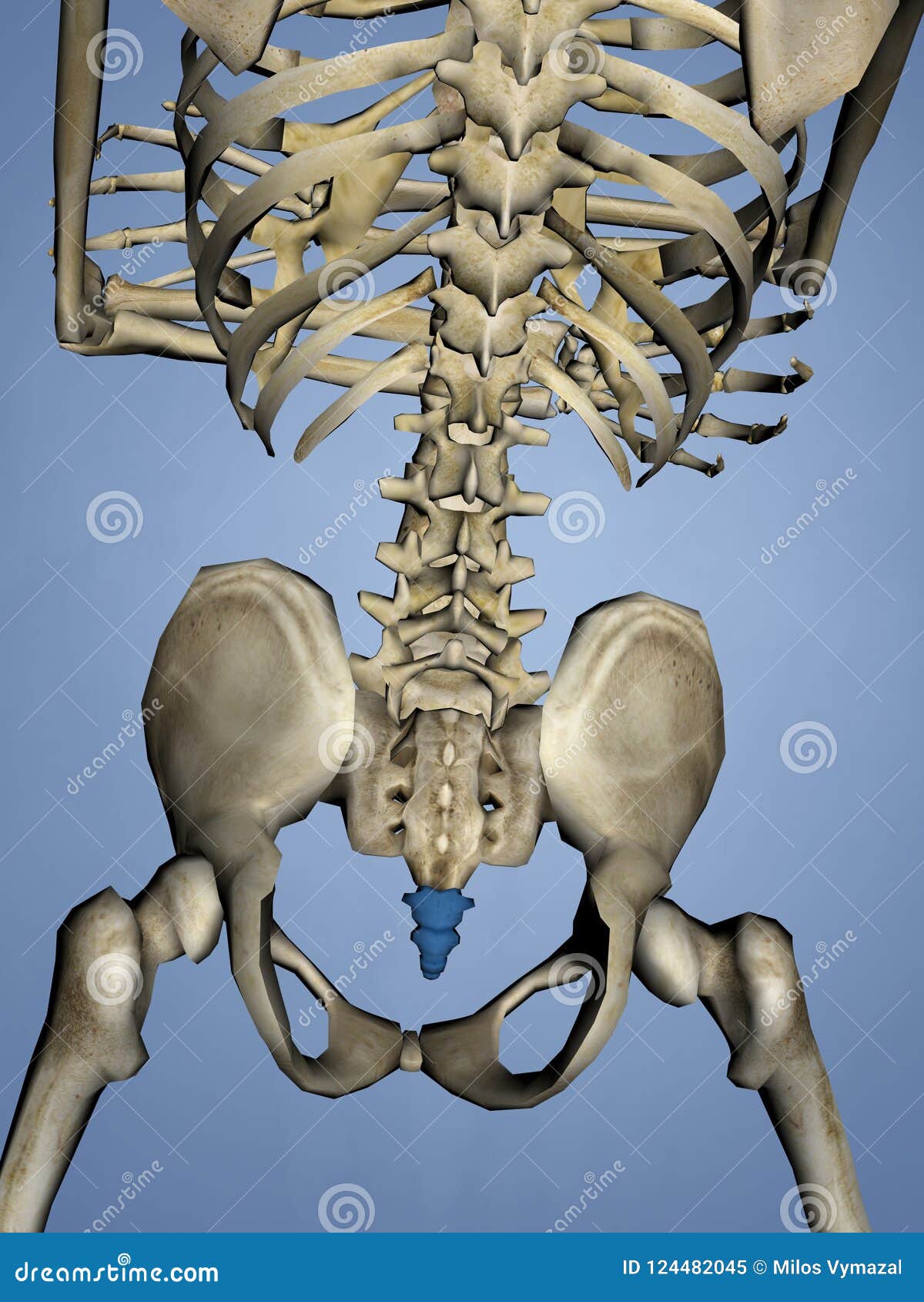 Os coccygis, 3D Model stock illustratie. Illustration of mens - 124482045