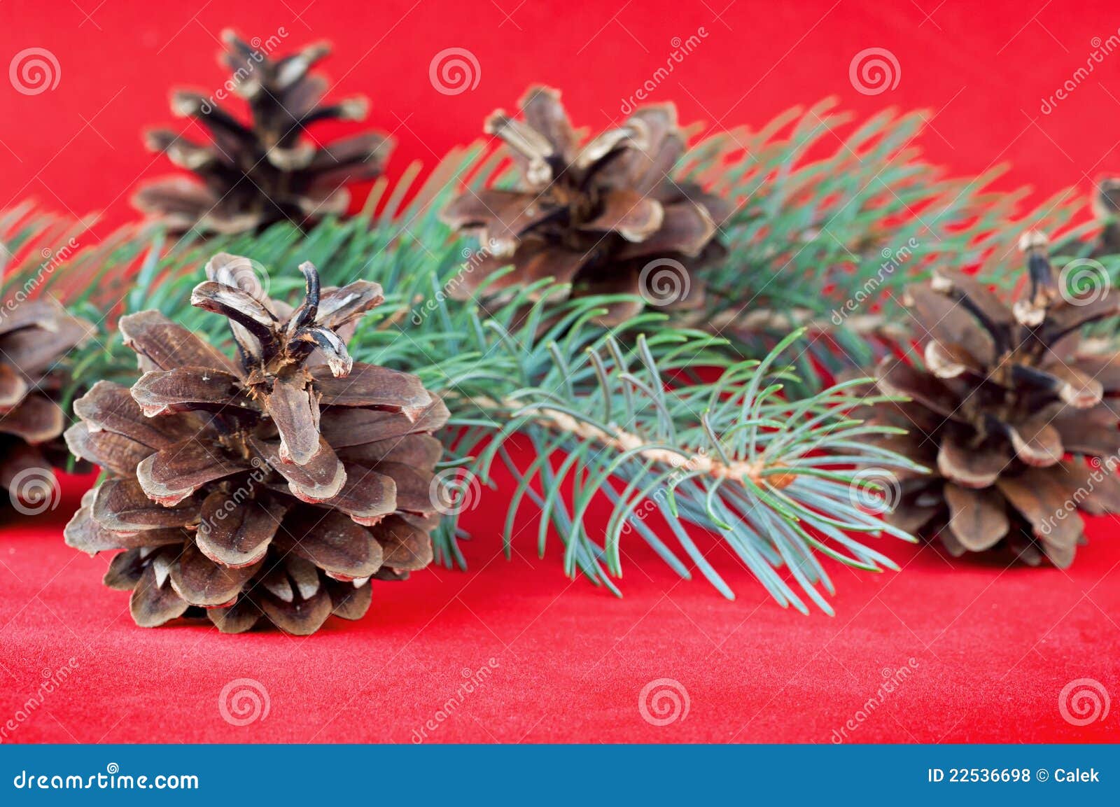 Os cones foto de stock. Imagem de ornamento, dezembro - 22536698