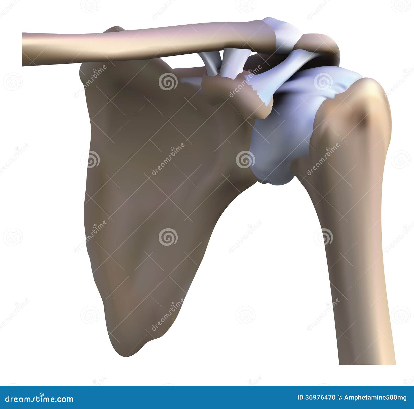 Os d'épaule illustration de vecteur. Illustration du biologique - 36976470