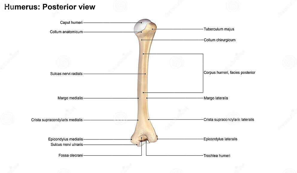 Os d'humérus image stock. Image du squelette, coude, humain - 78412319