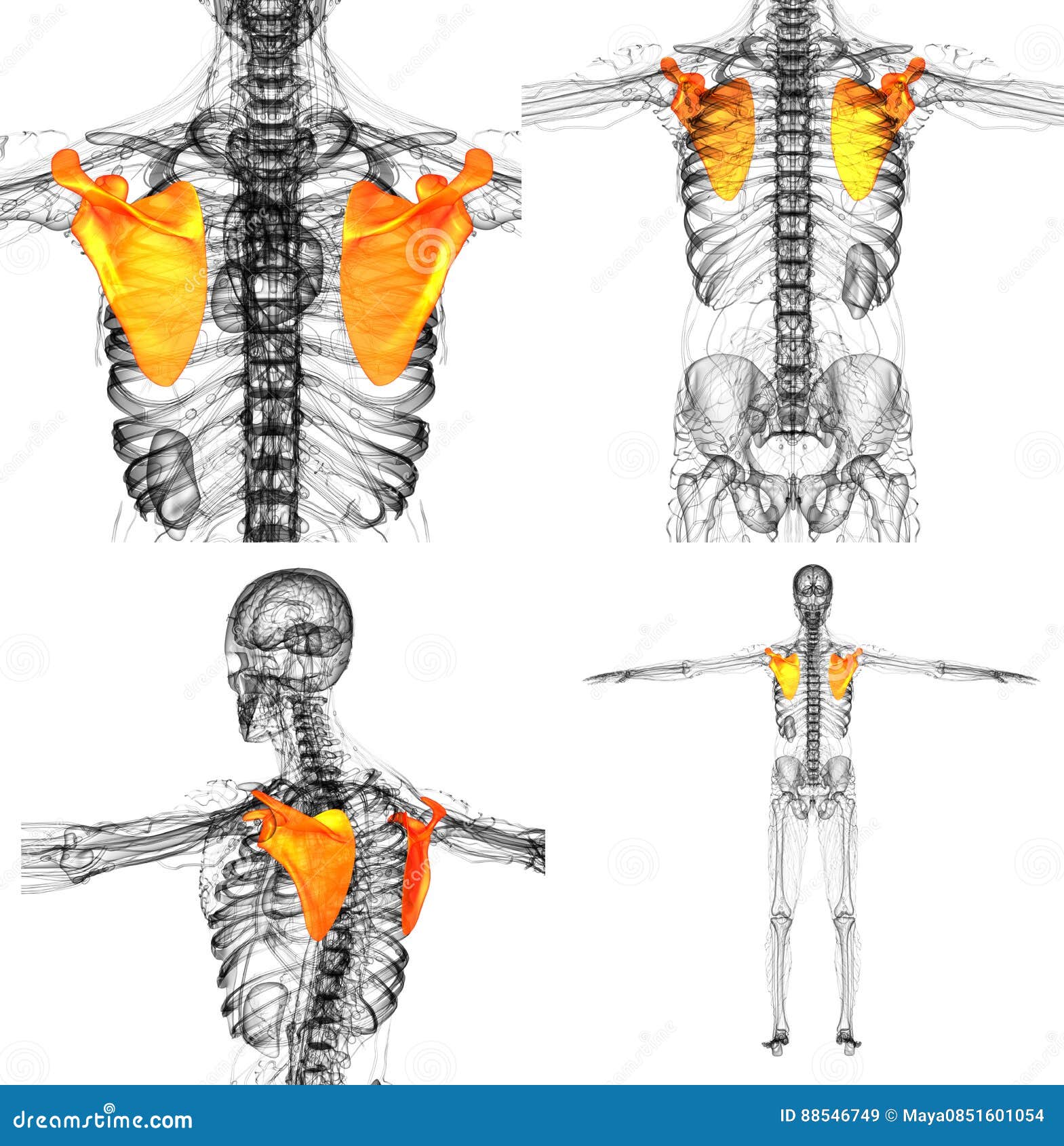 Os d'omoplate illustration stock. Illustration du humérus - 88546749