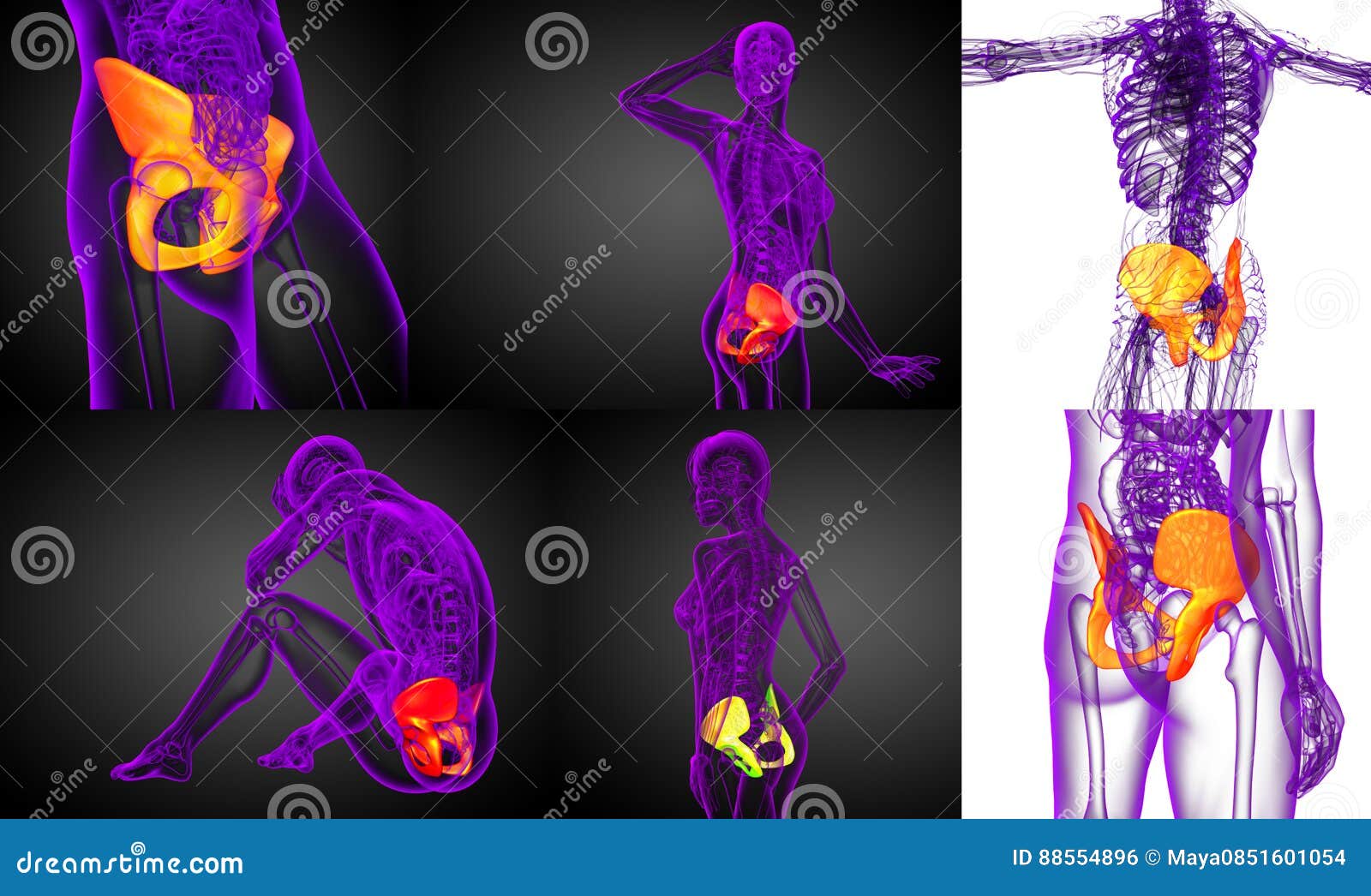 Os de bassin illustration stock. Illustration du médical - 88554896