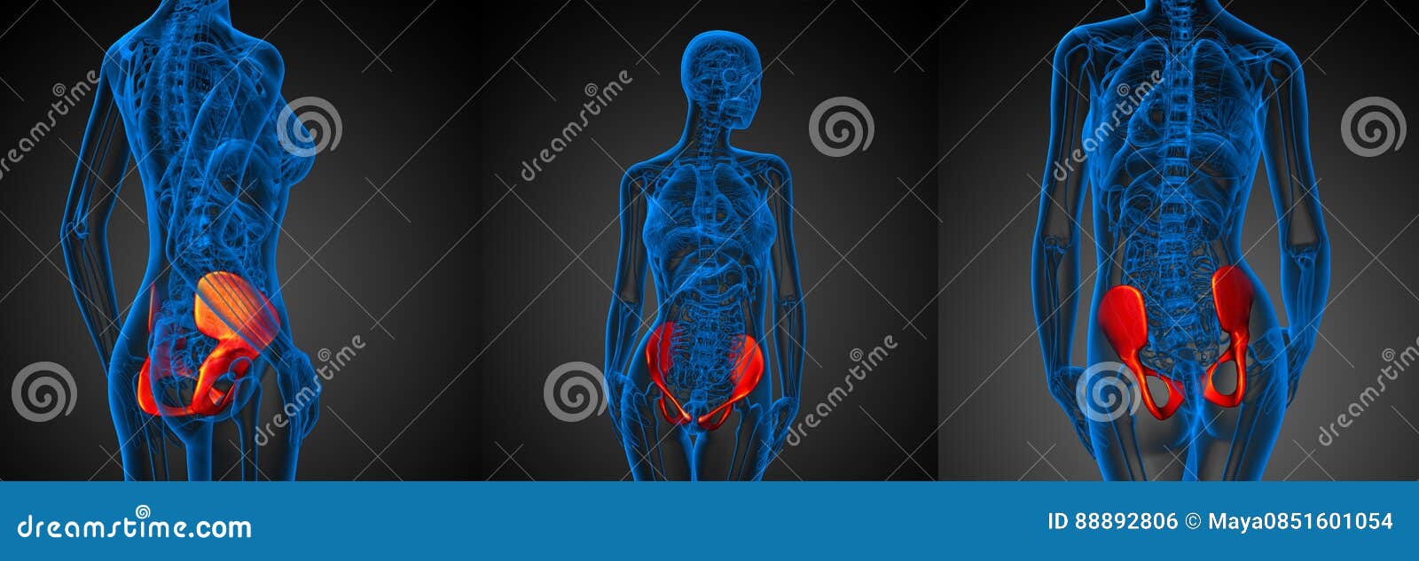 Os de bassin illustration stock. Illustration du spinal - 88892806