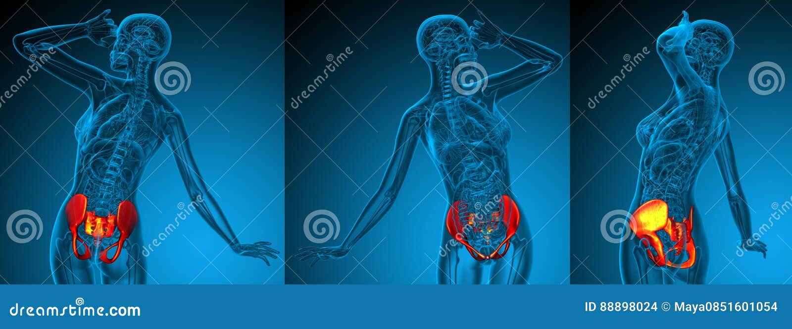 Os de bassin illustration stock. Illustration du squelettique - 88898024