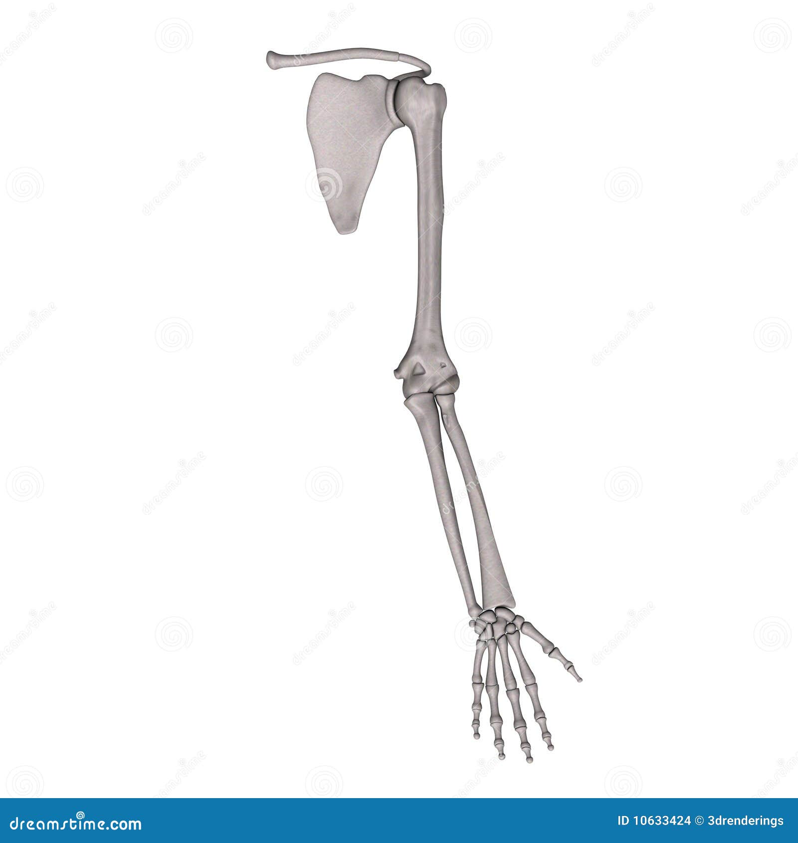 Os de bras illustration stock. Illustration du positionnement - 10633424