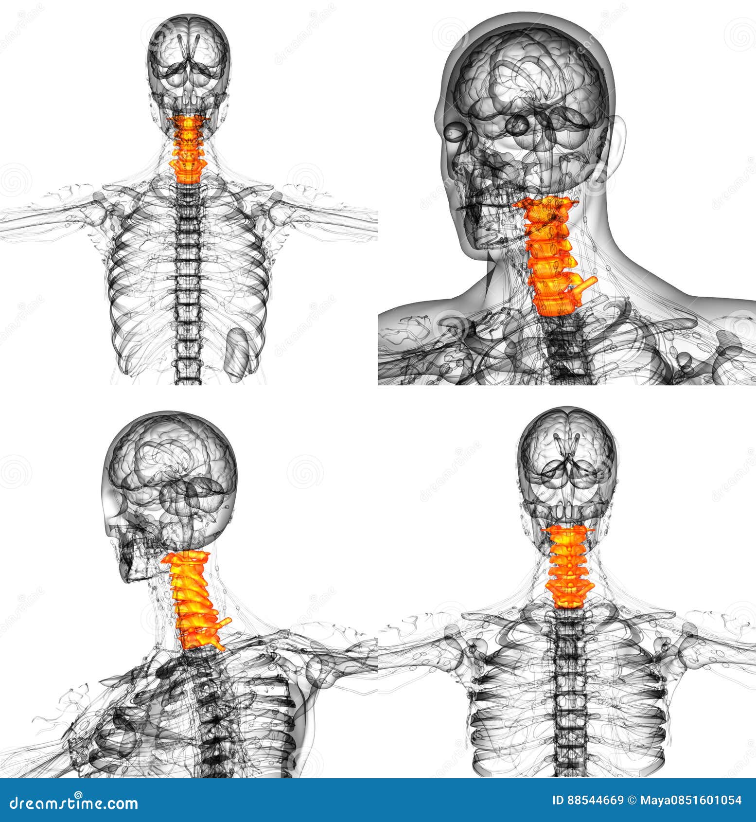 Os de cou illustration stock. Illustration du physiologie - 88544669