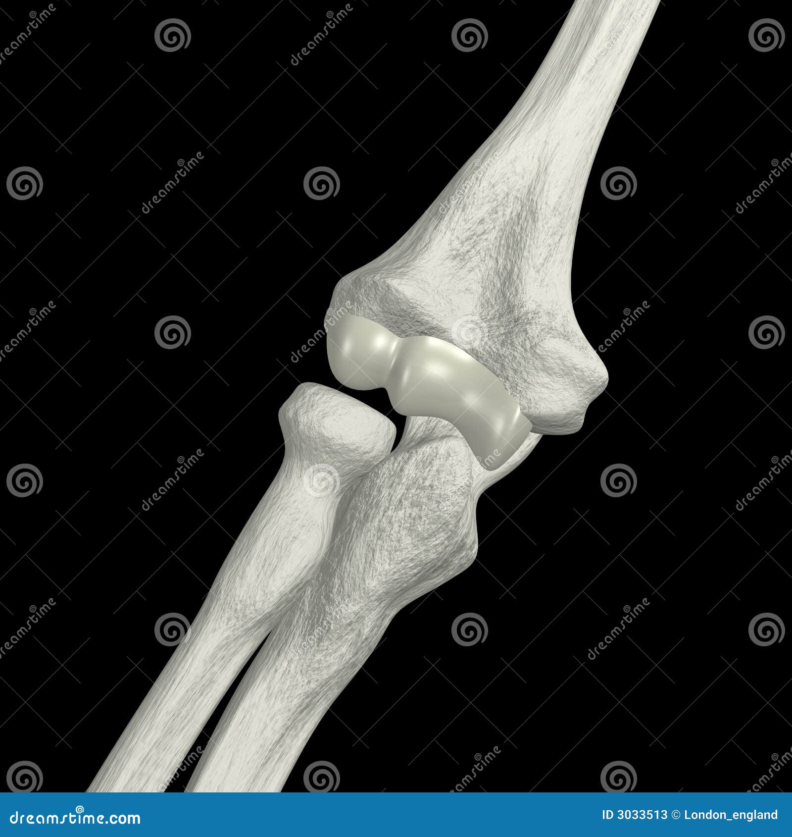 Os de coude illustration stock. Illustration du science - 3033513