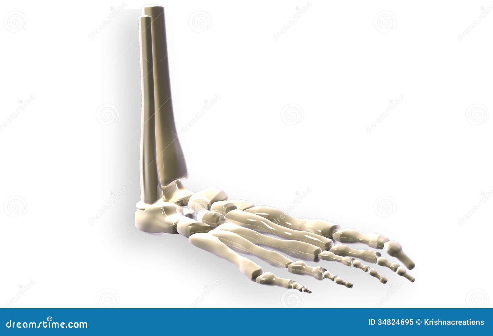 Os de jambe illustration stock. Illustration du technologie - 34824695