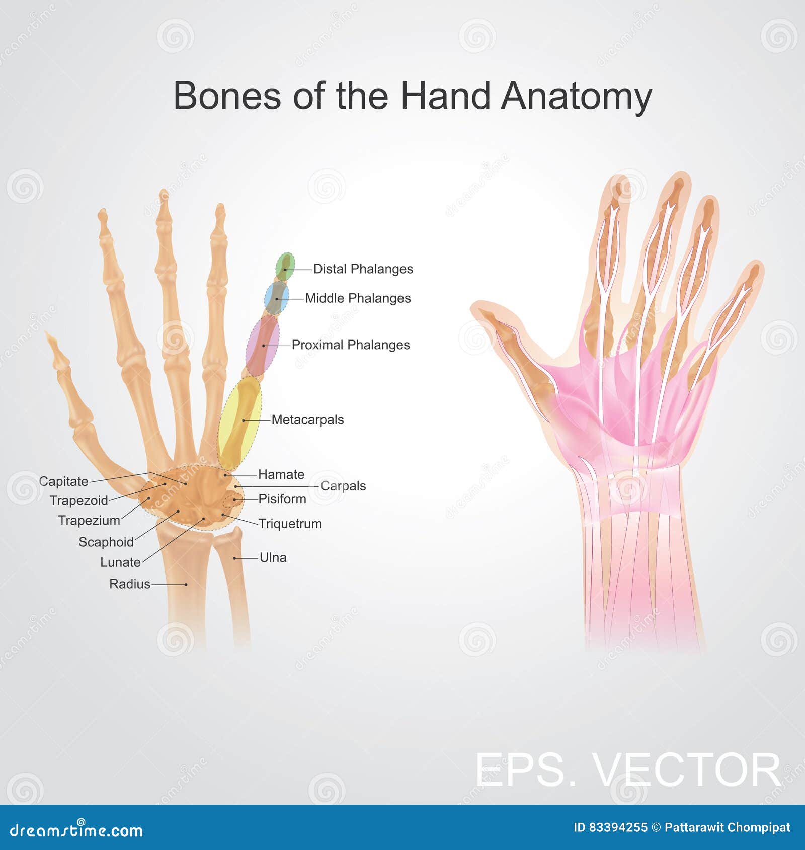 Os de l'anatomie de main illustration de vecteur. Illustration du rayon ...