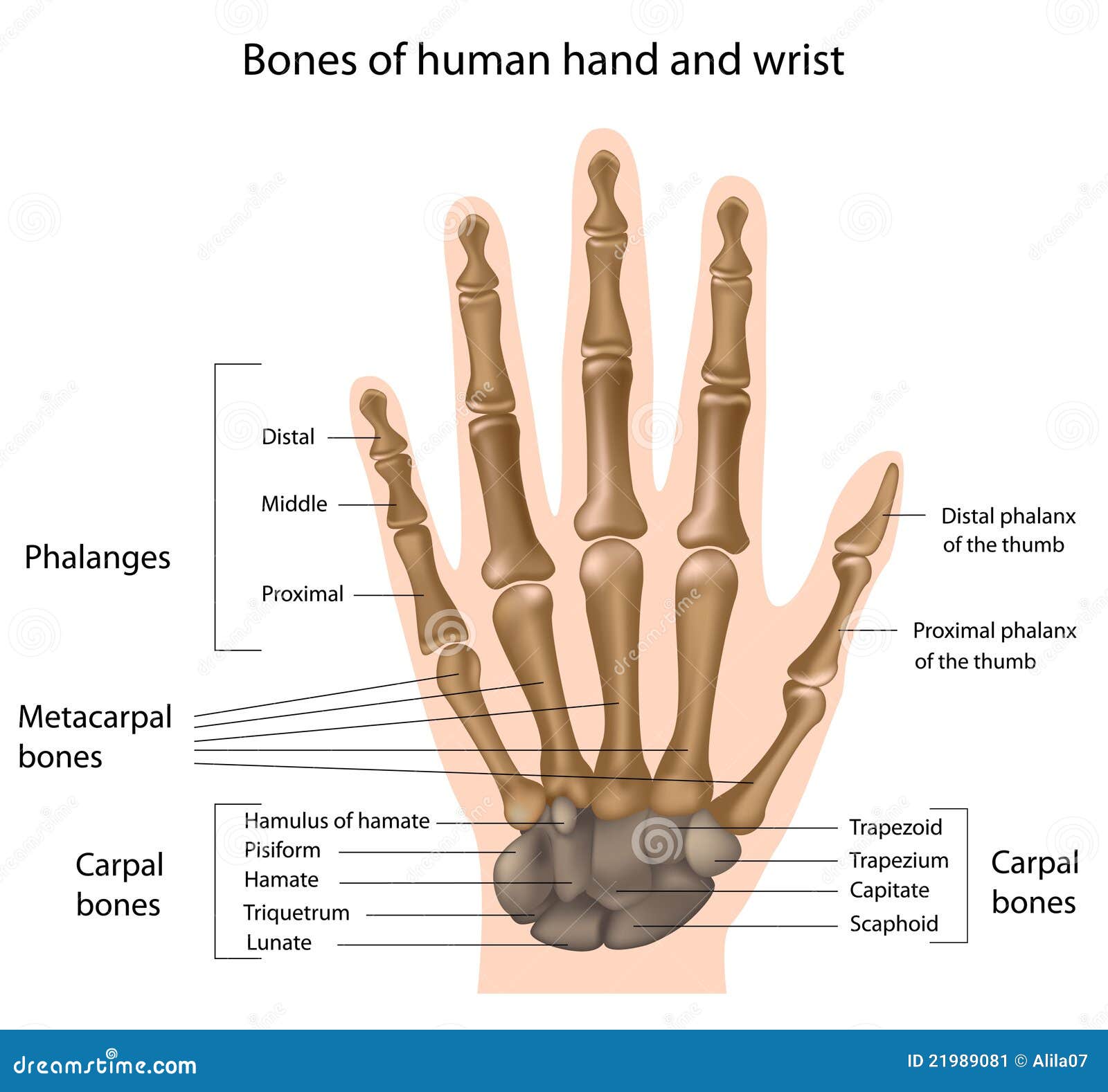 Os de la main et du poignet
