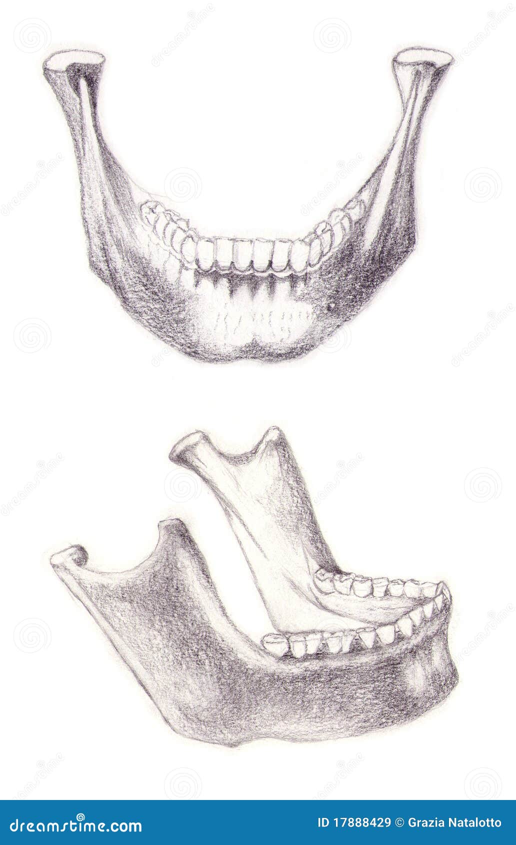 Os de mâchoire inférieure illustration stock. Illustration du ...