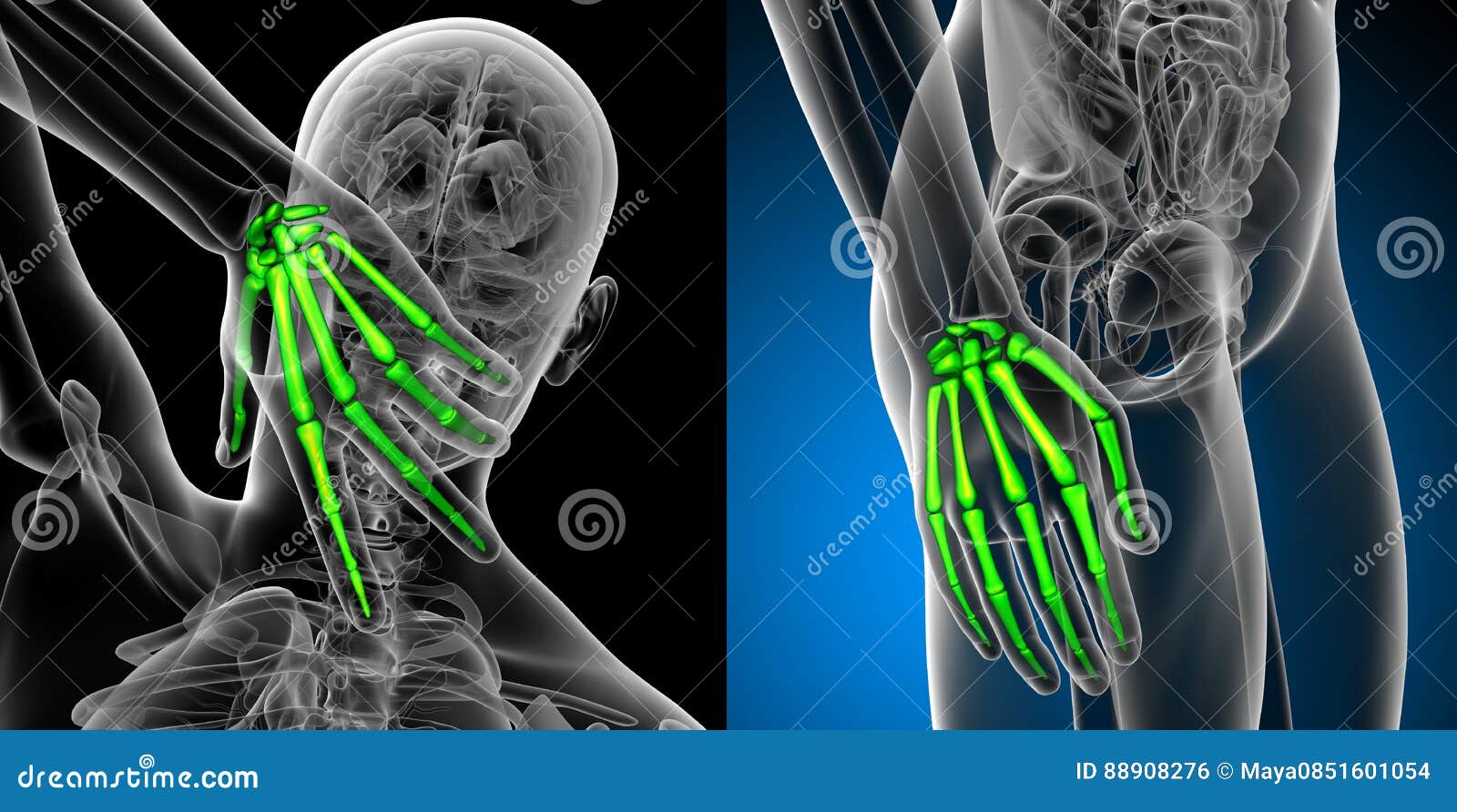 Os de main illustration stock. Illustration du bras, tendon - 88908276