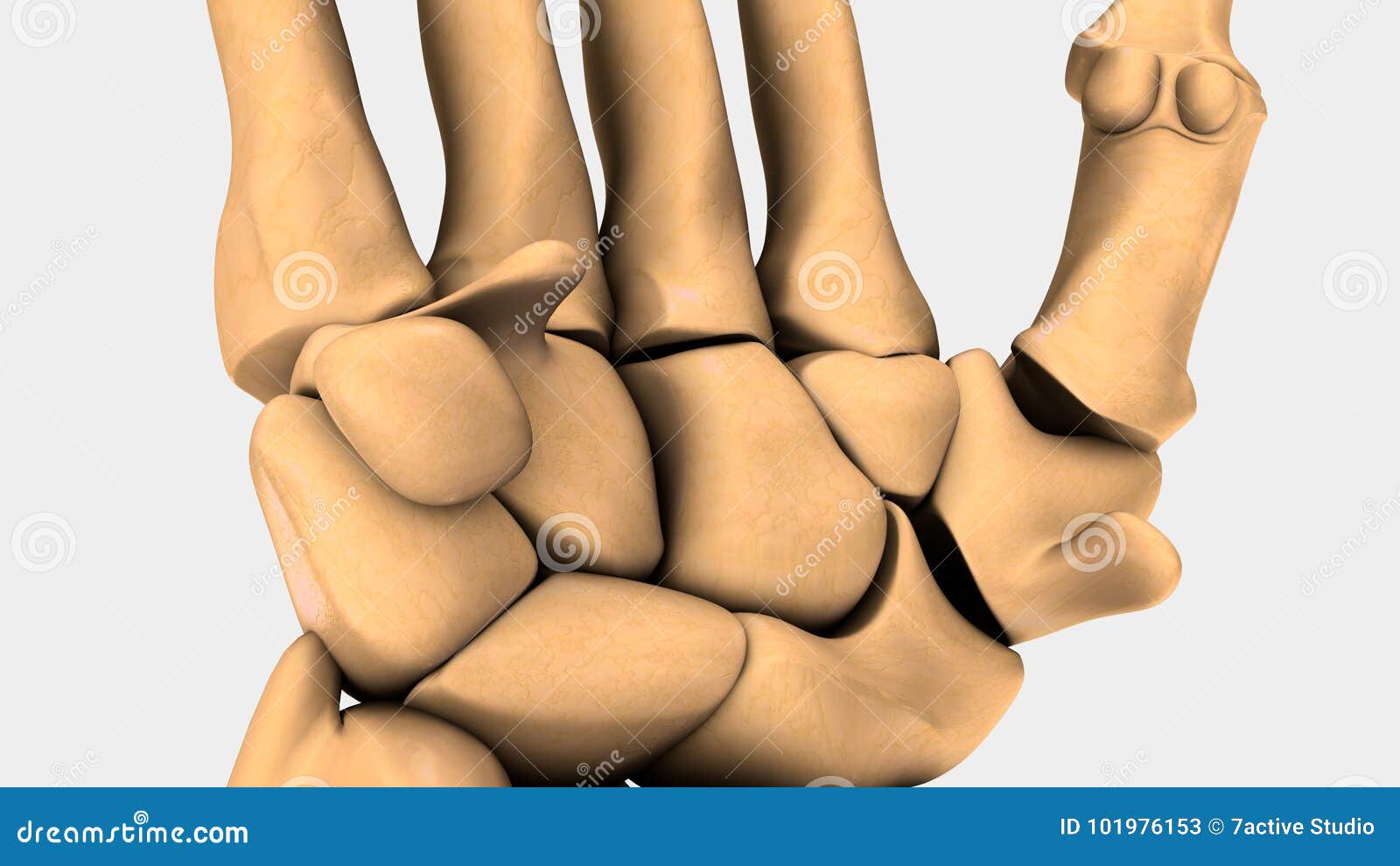 Os De Main Et De Poignet D'humain Illustration Stock - Illustration du ...