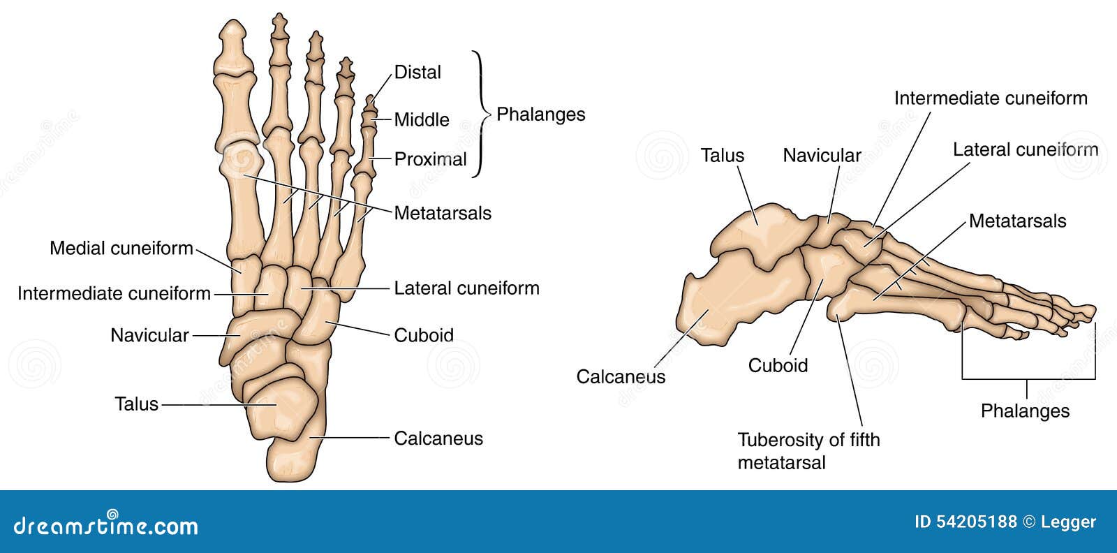 Os de pied illustration de vecteur. Illustration du dorsal - 54205188