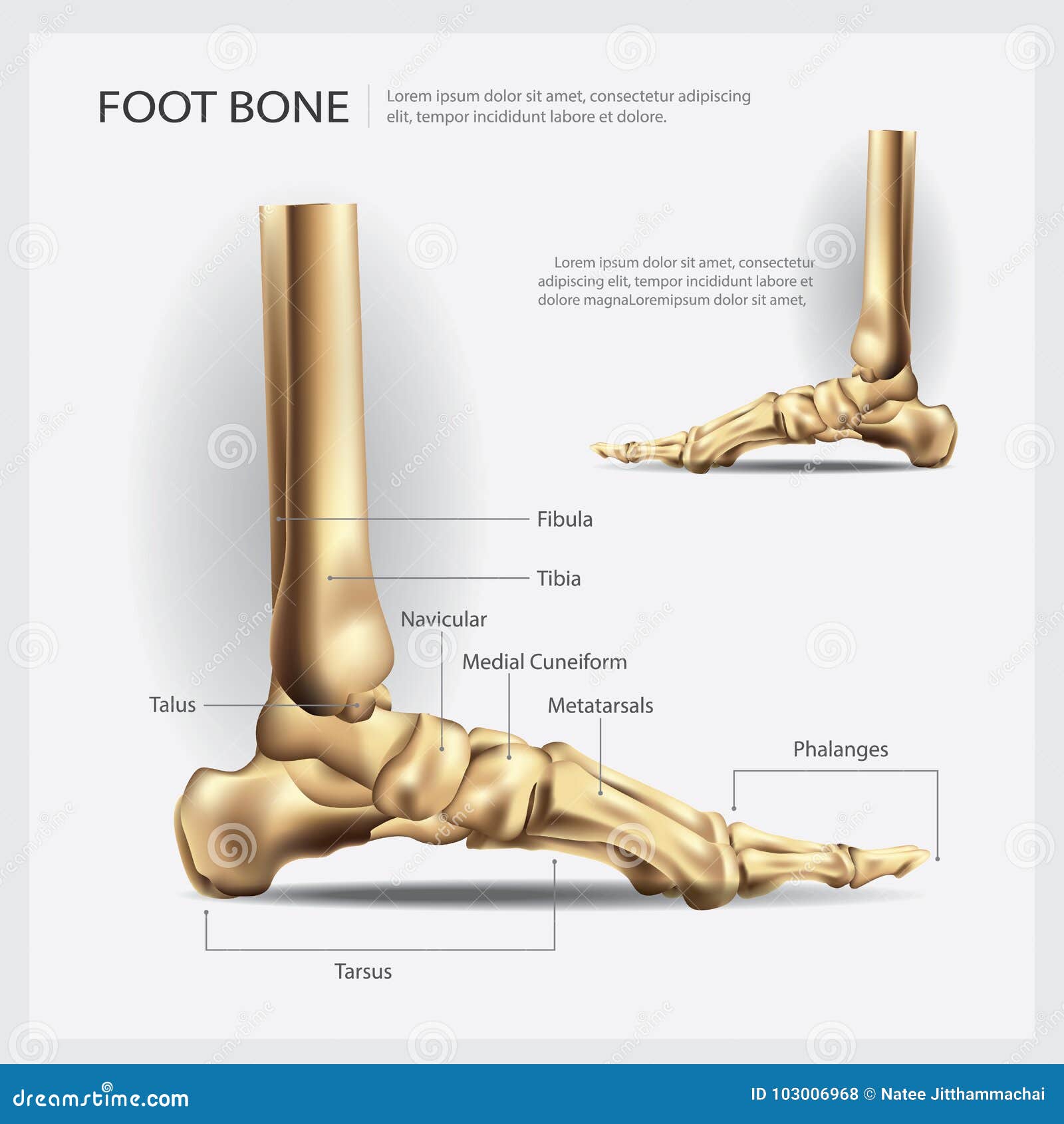 Os De Pied Humain D39anatomie Illustration De Vecteur Illustration Du
