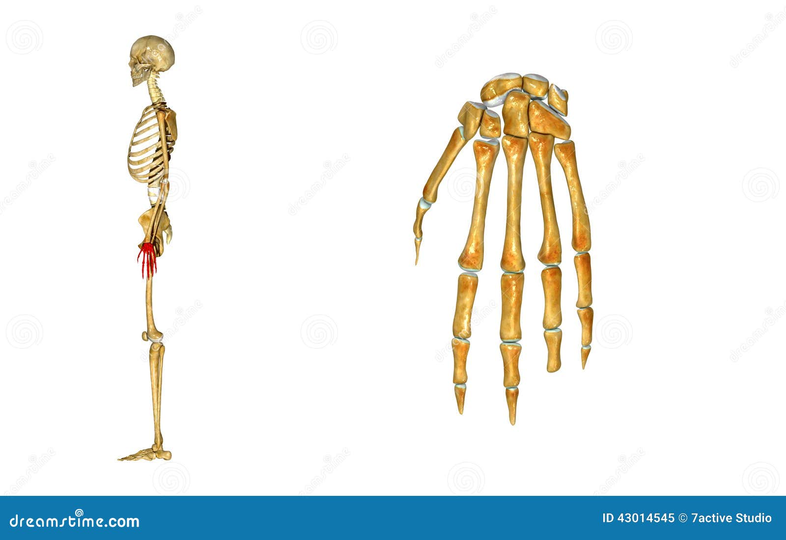 Os de poignet illustration stock. Illustration du phalanges - 43014545