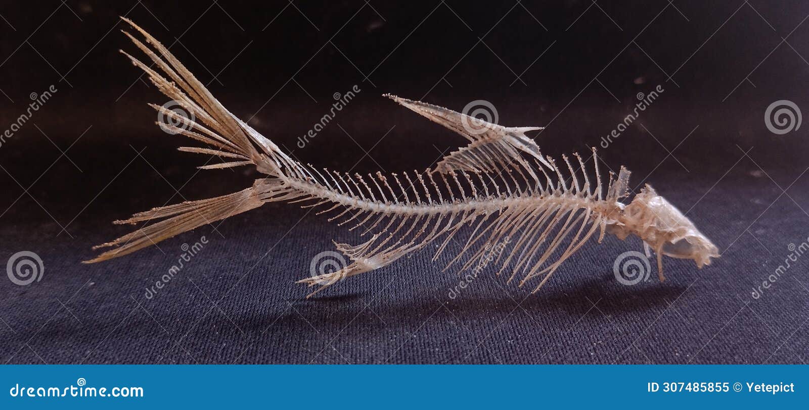 Os de poisson image stock. Image of squelette, poissons - 307485855