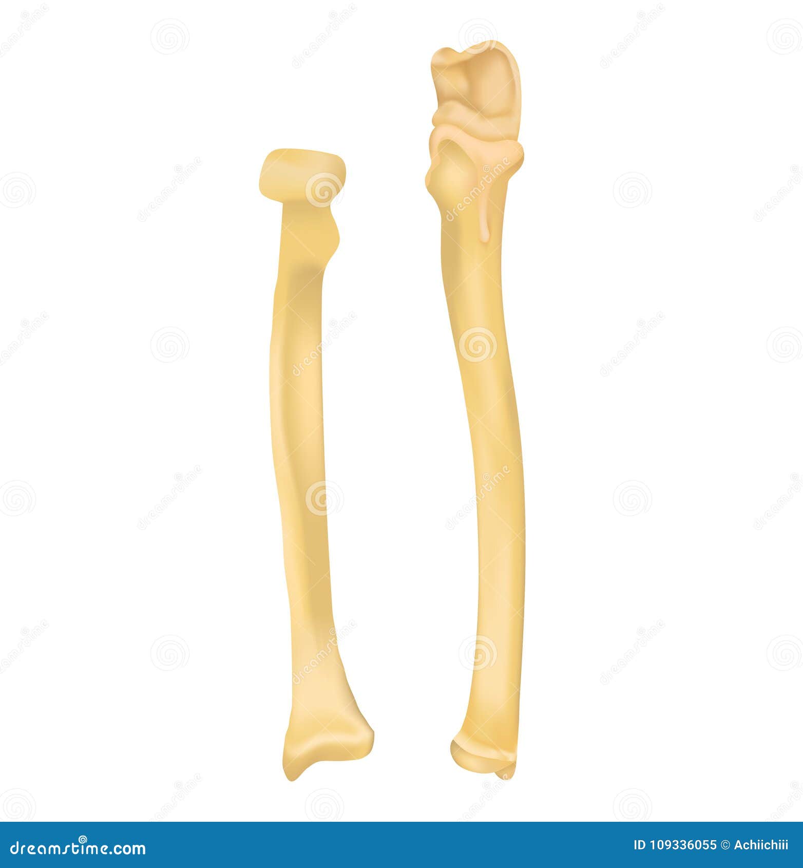 Os de rayon et de cubitus illustration de vecteur. Illustration du ...