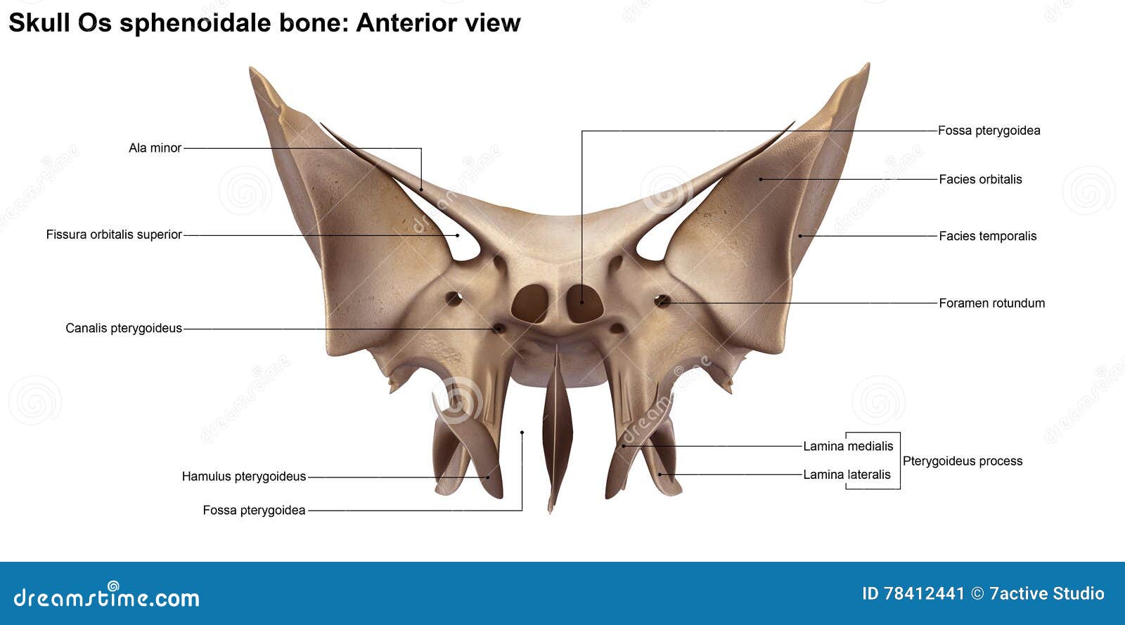 Os De Sphenoidale D'OS De Crâne Illustration Stock - Illustration du ...