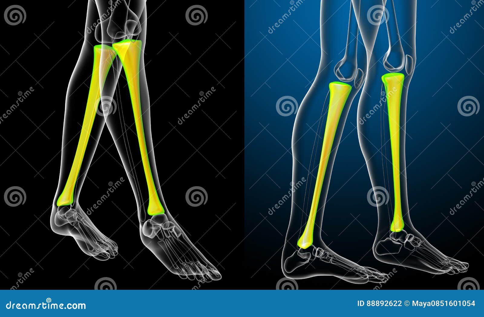 Os de tibia illustration stock. Illustration du anatomie - 88892622