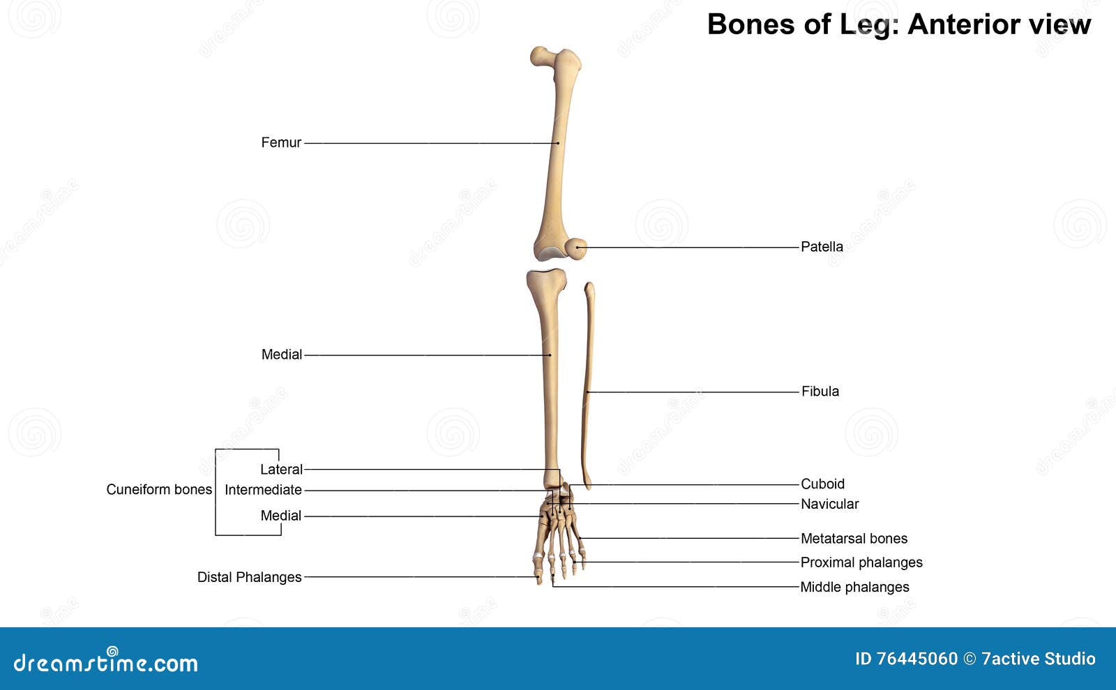 Os De Vue Antérieure De Jambe Photo stock - Image du fesses, squelette ...