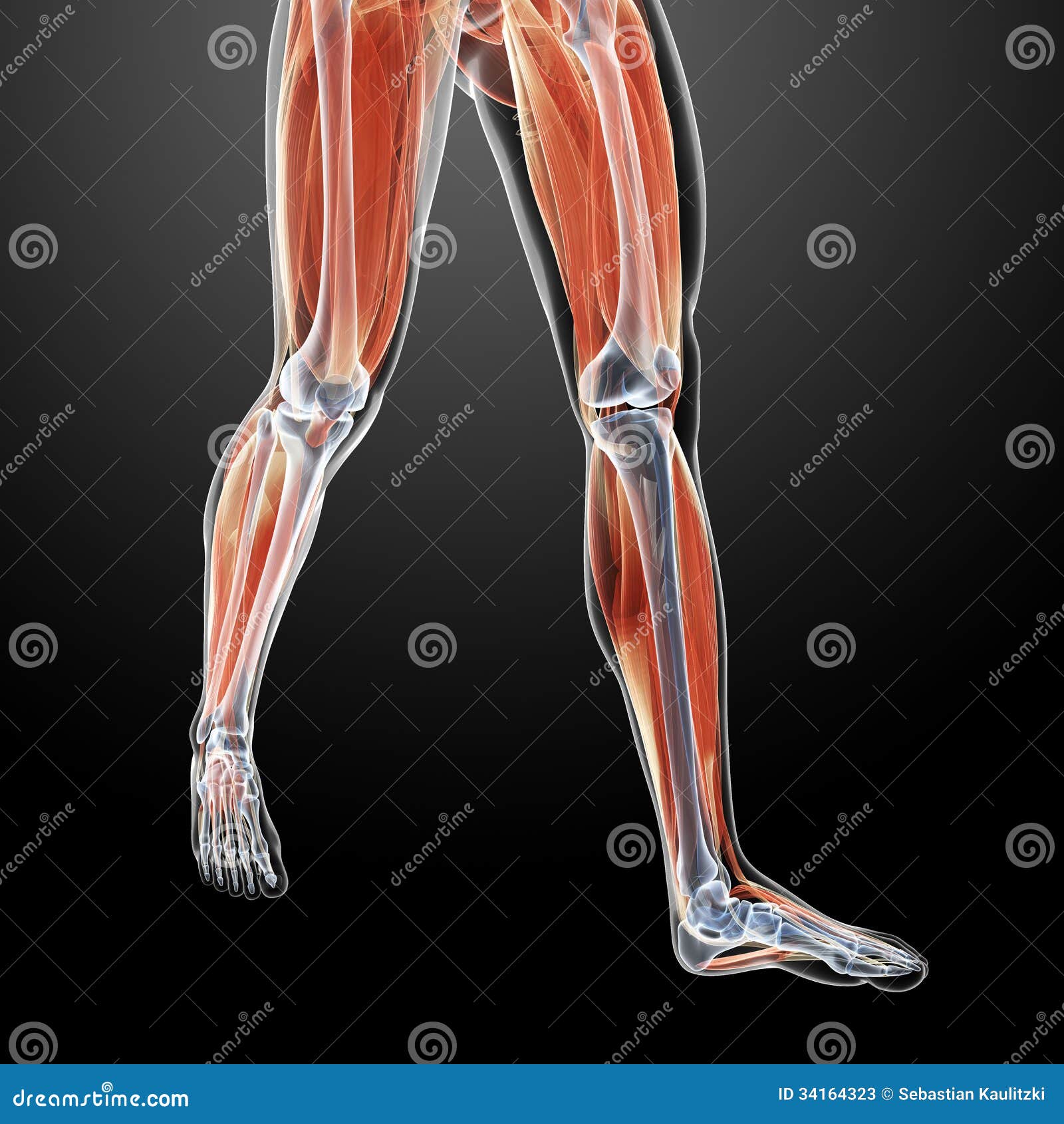 Os des jambes illustration stock. Illustration du anatomie - 34164323