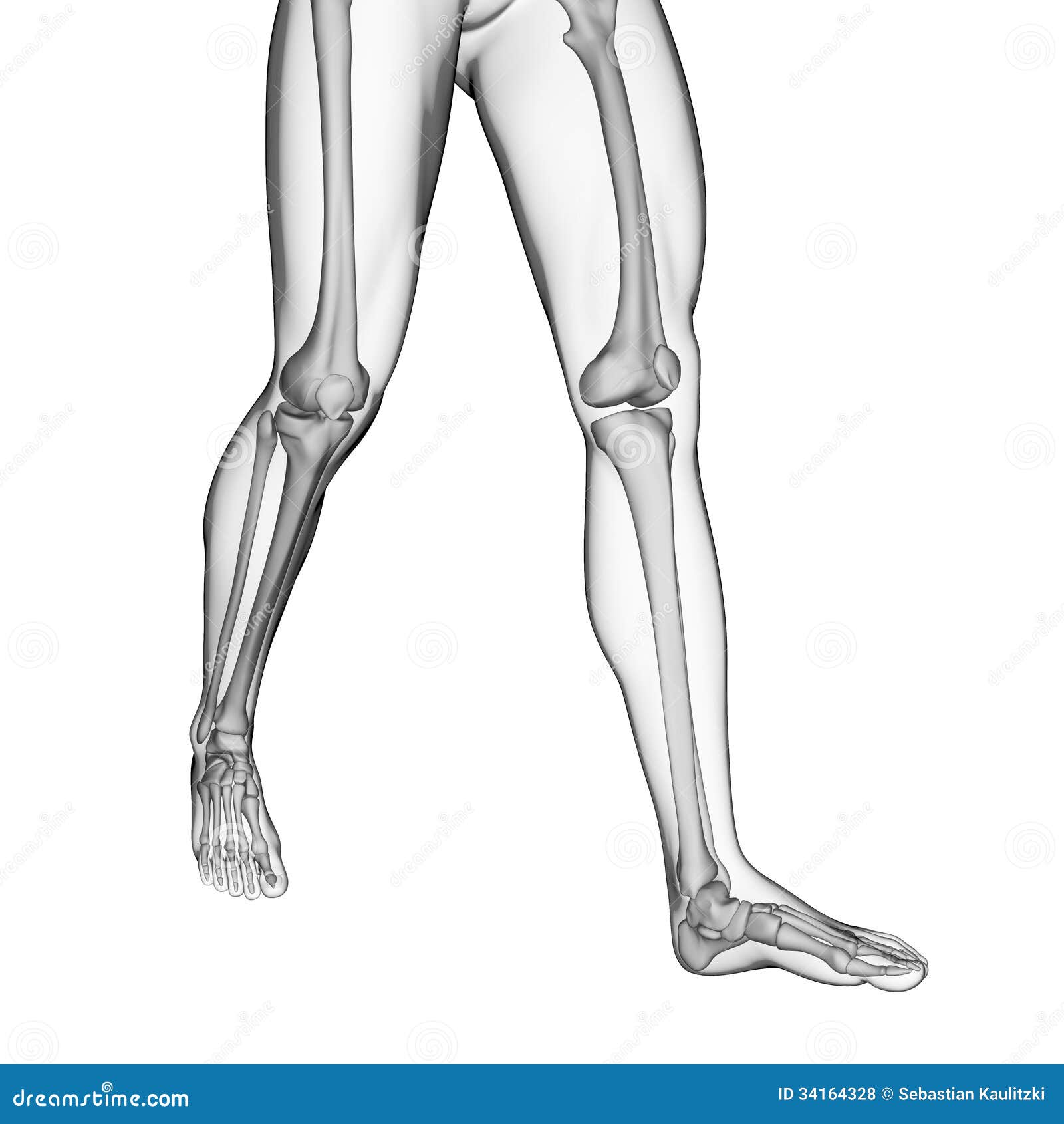 Os des jambes illustration stock. Illustration du joint - 34164328