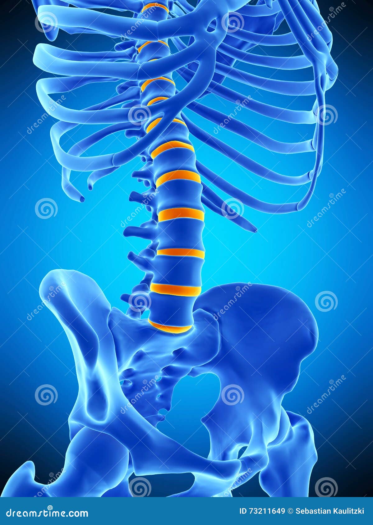 Os discos intervertebrais ilustração stock. Ilustração de azul - 73211649