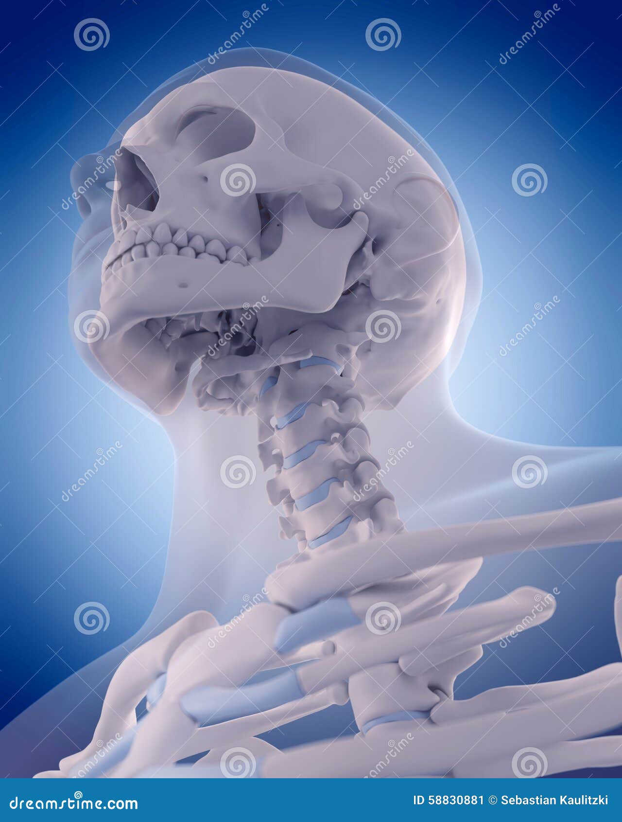 Os du cou illustration stock. Illustration du illustration - 58830881