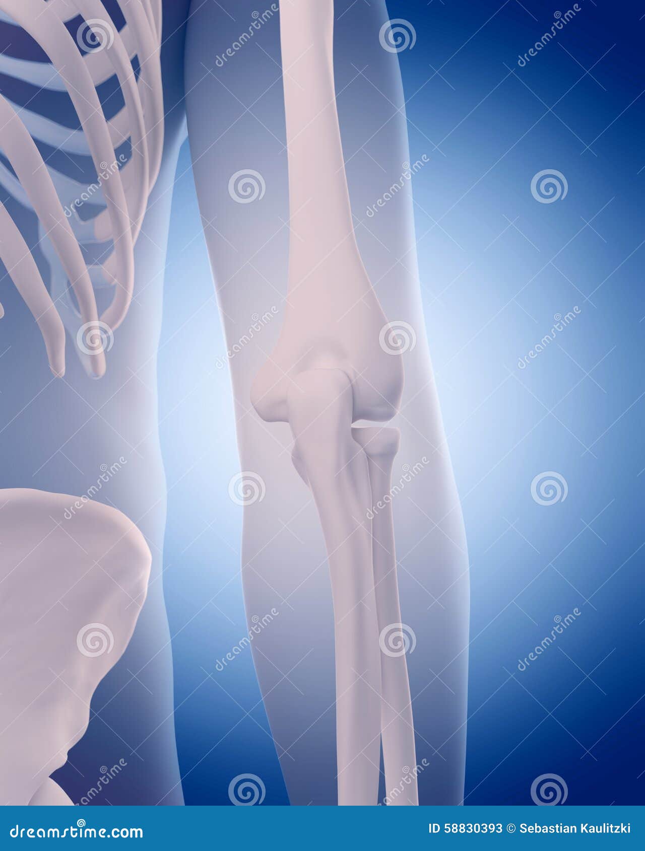 Os du coude illustration stock. Illustration du rendu - 58830393