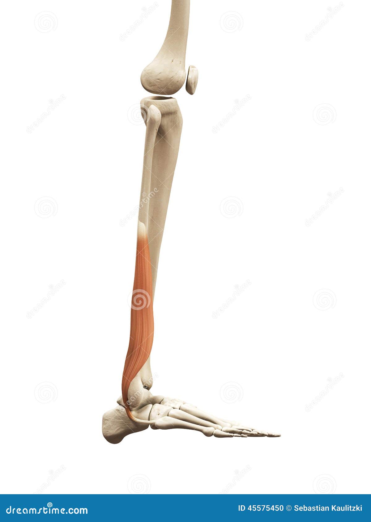 Os fibularis brevis ilustração stock. Ilustração de estrutura - 45575450